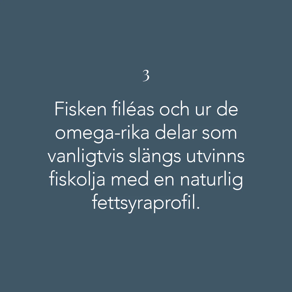 Omega Timeline - Nordbo