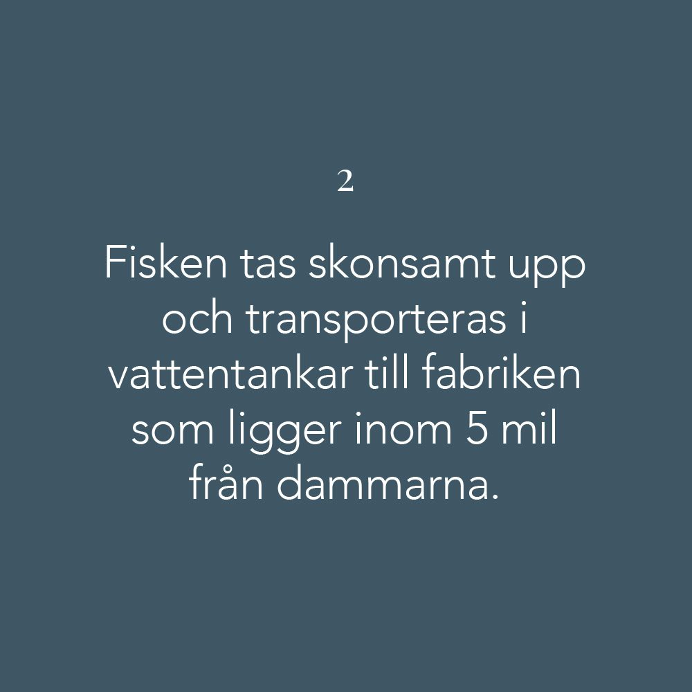 Omega Timeline - Nordbo